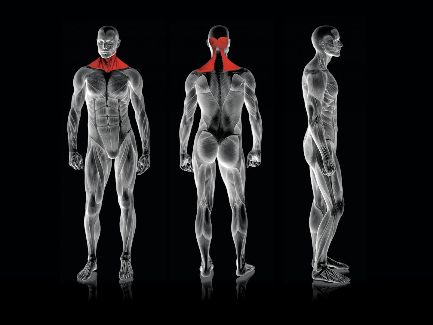 4-WAY NECK – Pure Muscle + Athletics